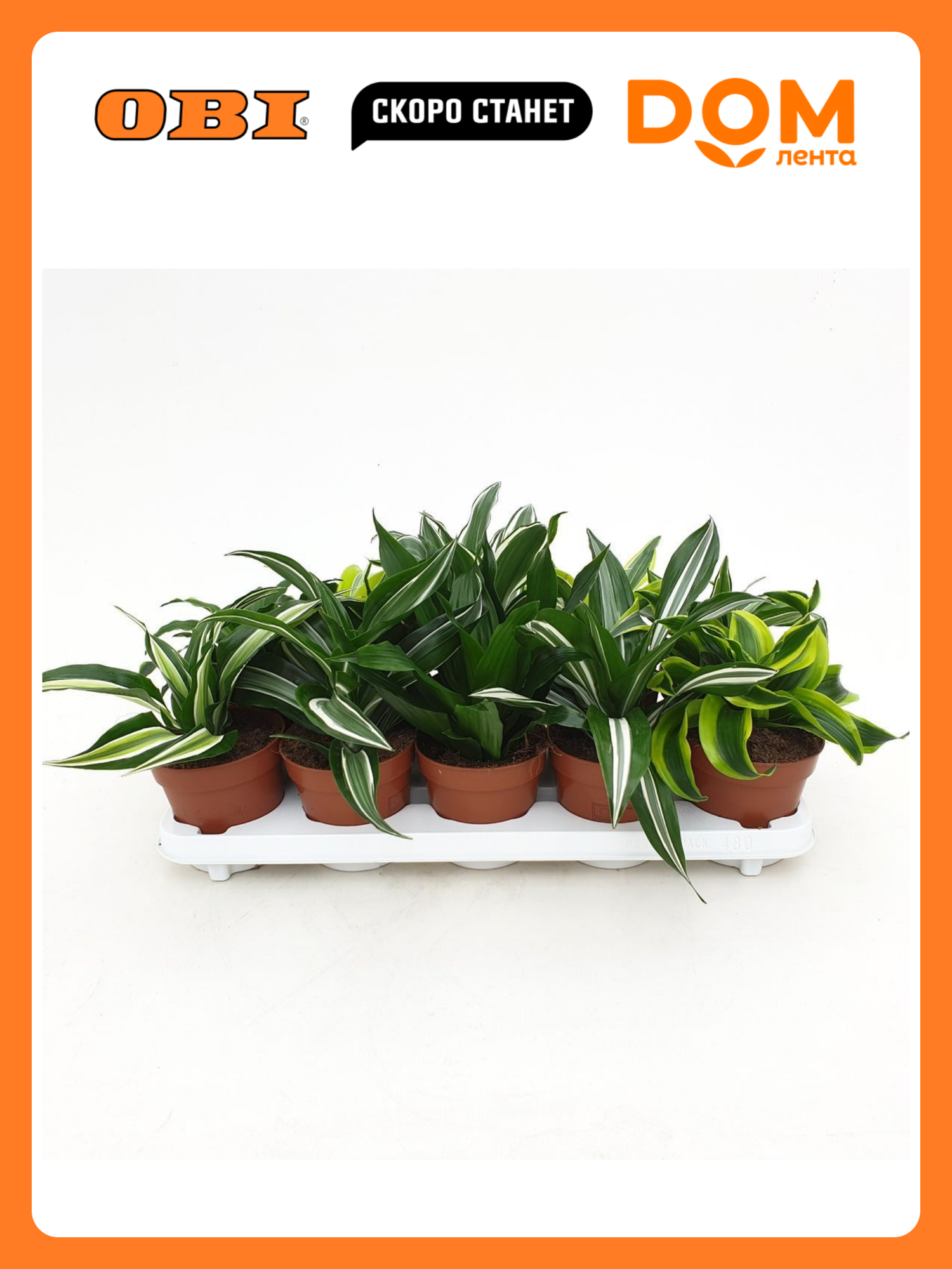 Драцена "Драгон микс", влаголюбивая, неприхотливая, для украшения интерьера