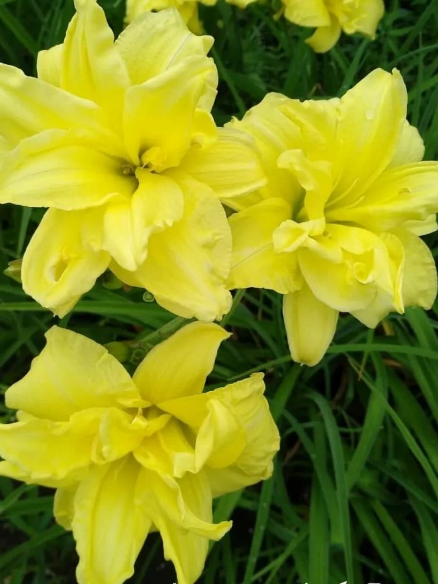 Лилейник Дабл Риве Вей