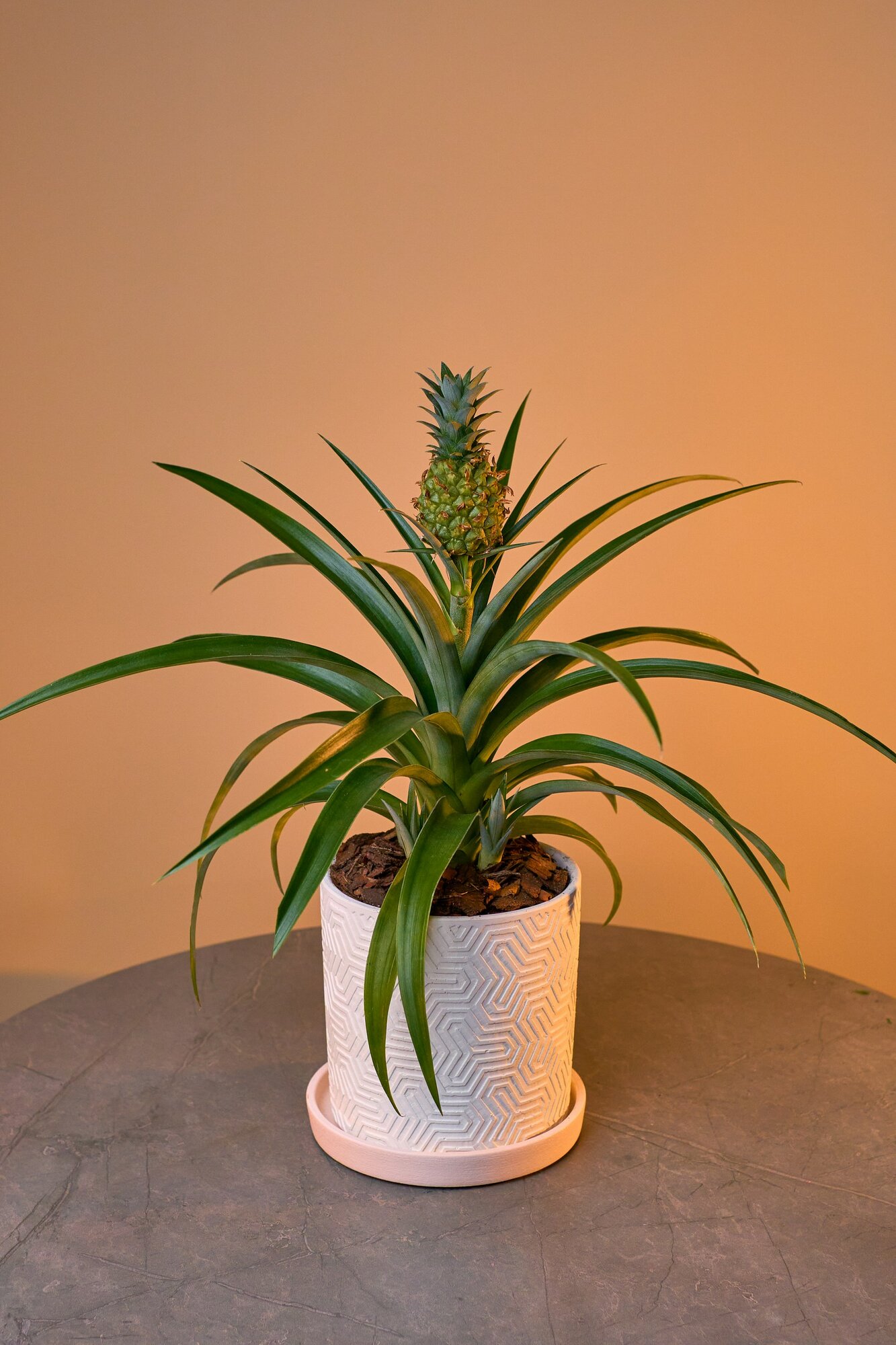 Ананас в белом бетонном горшке с поддоном от бренда Margo plants