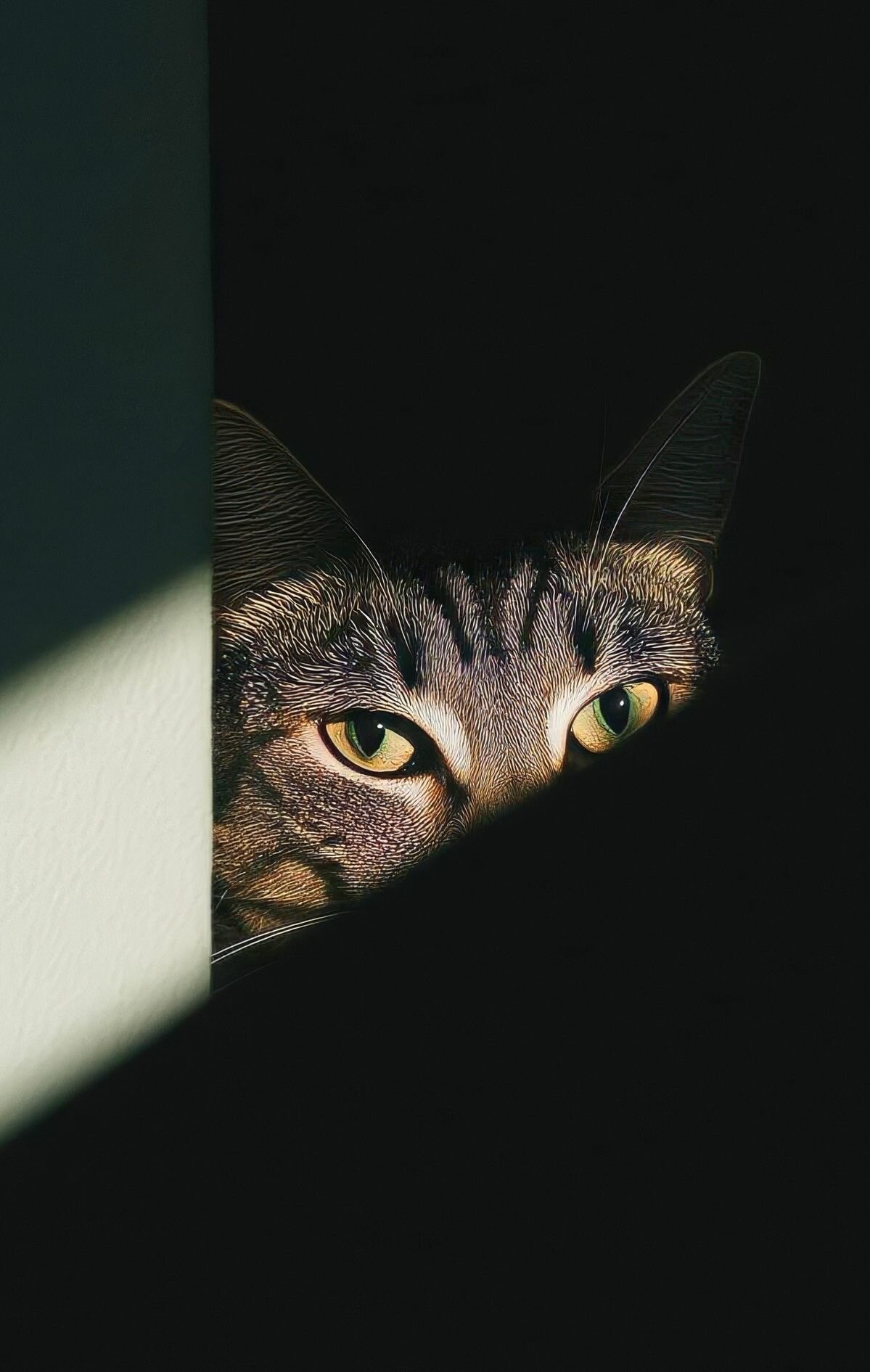 Набор открыток "коты", односторонняя фотобумага, матовая, 10 шт, 10 x 15 см — фото 1