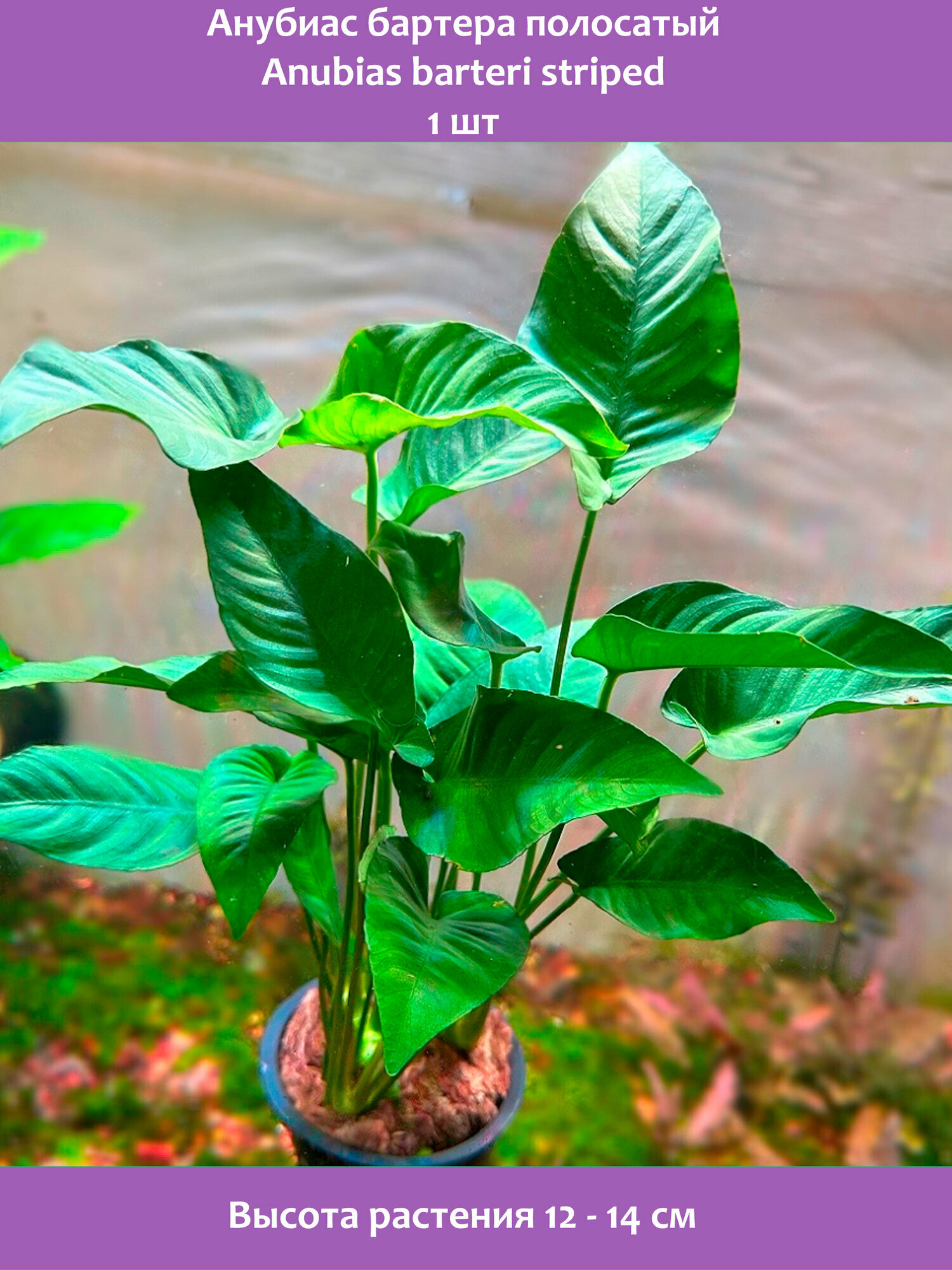 Bestfish24 Анубиас бартера полосатый растение для аквариума