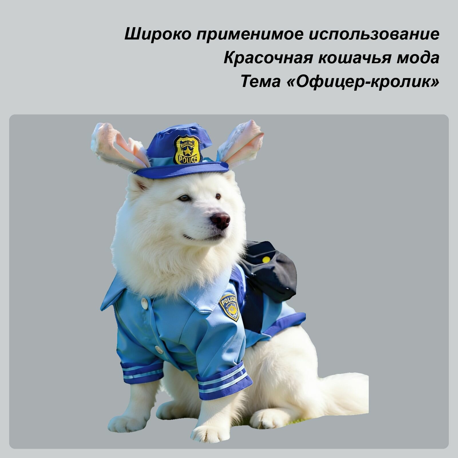 Одежда для кошек, Наряд кошек