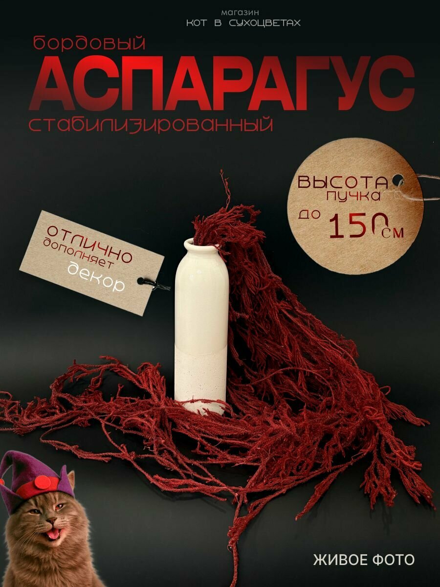 Аспарагус стабилизированный красный, 150 см