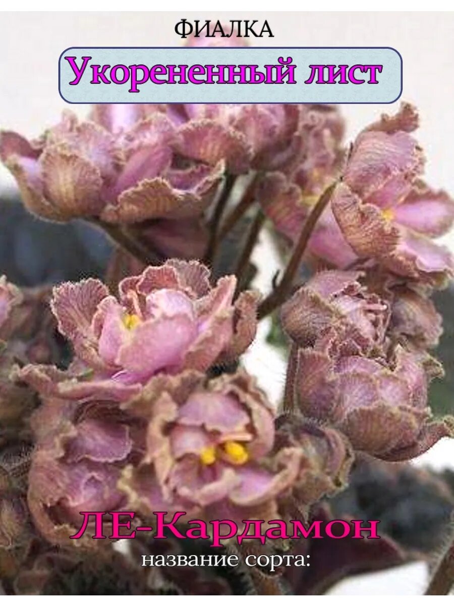 Фиалка живая в горшке комнатная сорт ЛЕ-Кардамон (укорененный лист) 1 штука