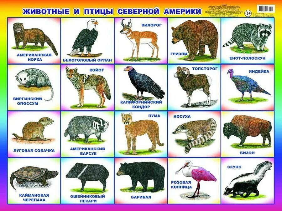 Плакат А2 "Животные и птицы Северной Америки" 00047 "Леда"
