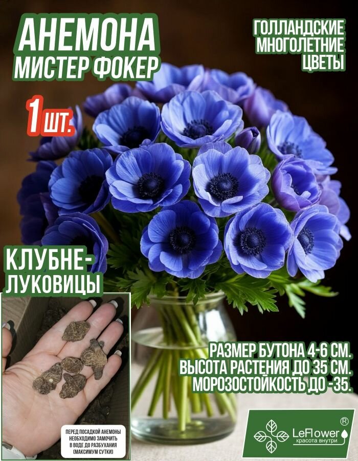 Анемона луковицы, Мистер Фокер 1шт