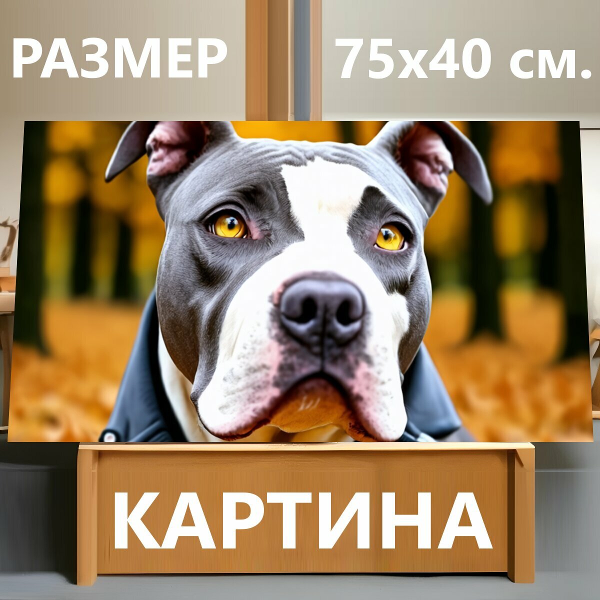 Картина на холсте "Крупный план головы собаки породы питбуль с серо-белым окрасом, виляющими ушами и пронзительными желто-коричневыми глазами." на подрамнике 75х40 см. для интерьера