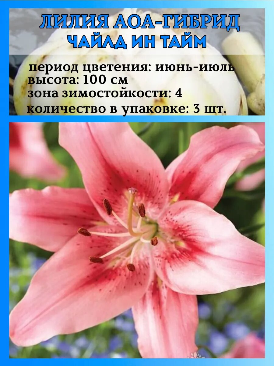 Лилия от-гибрид, луковицы 3 штуки