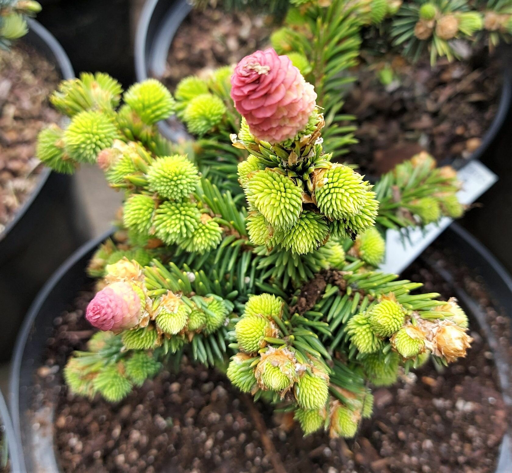 Ель обыкновенная Медуза на штамбе