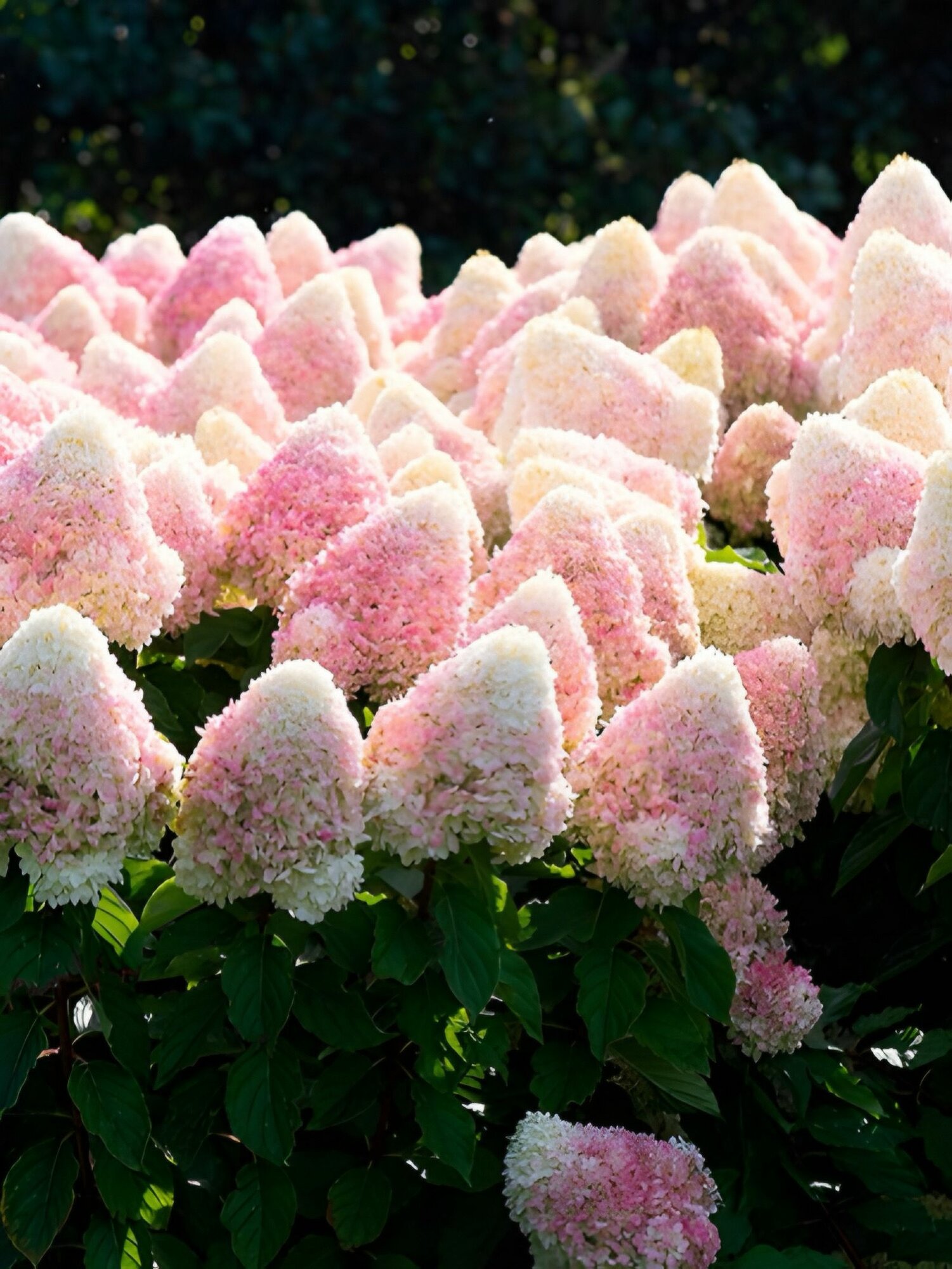 Гортензия метельчатая Саммер Лав двулетняя в горшке Р9