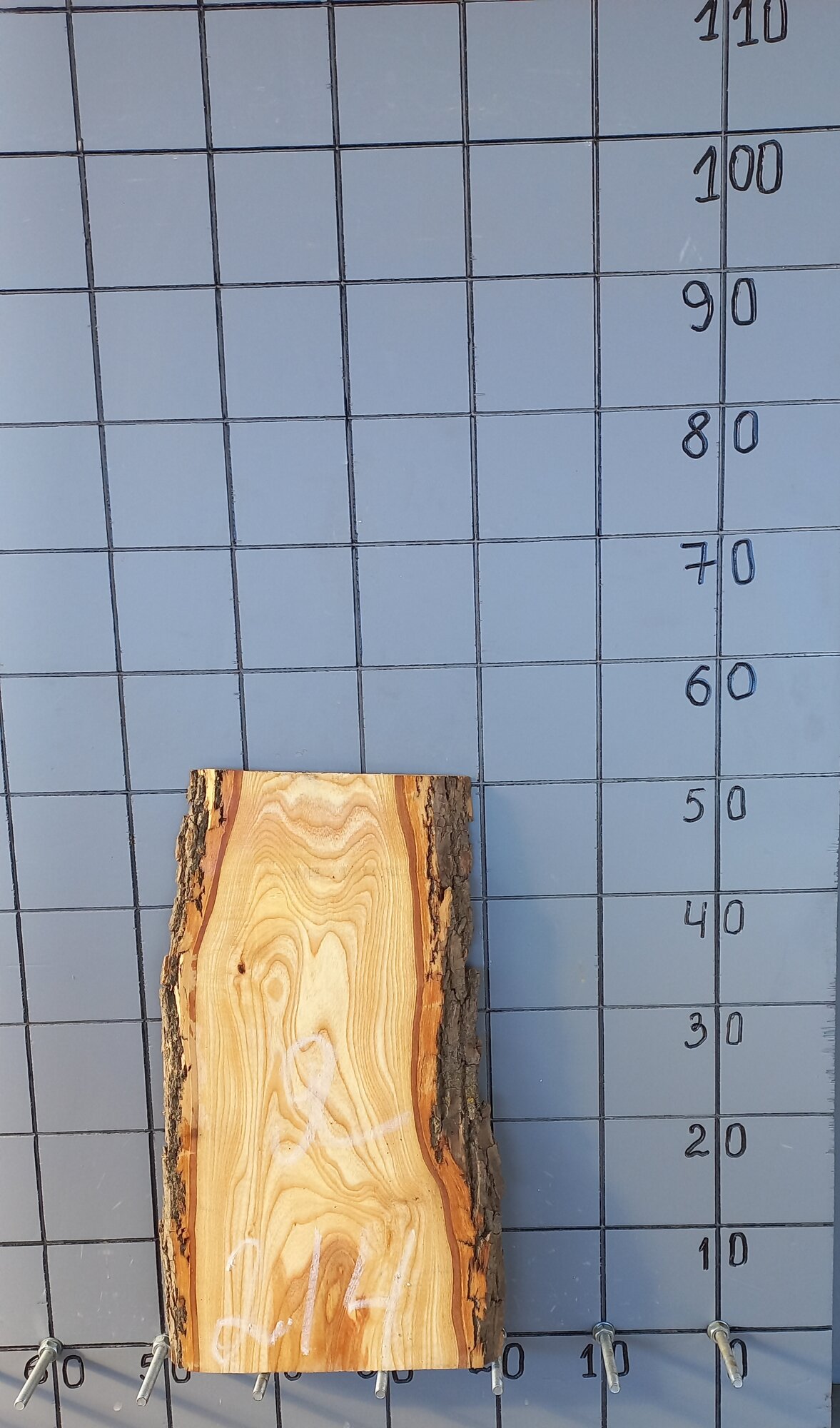 Слэб дерева доклес Ясень №214 2x18x50см, необрезной, антисептическая обработка