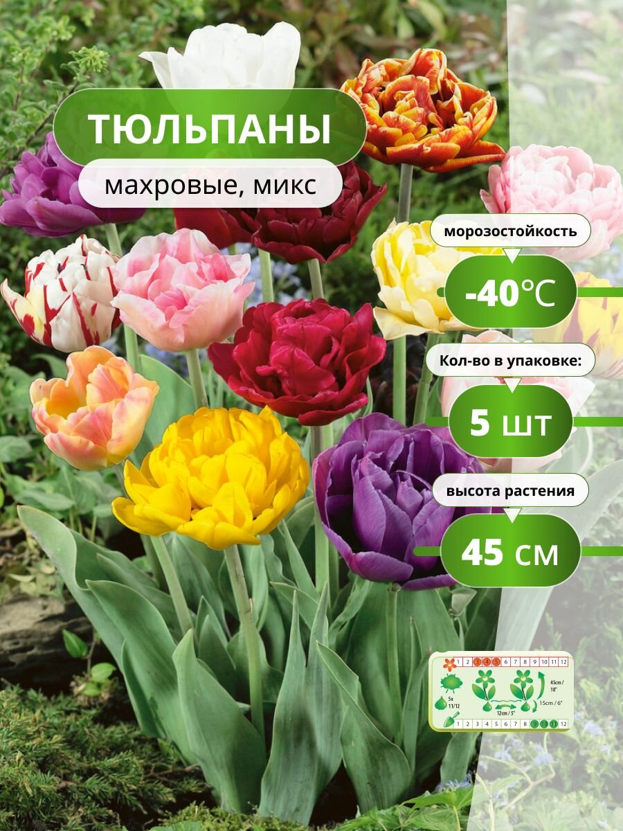 Тюльпаны Holland Bulb Market, махровые микс, 45 см, 5 луковиц