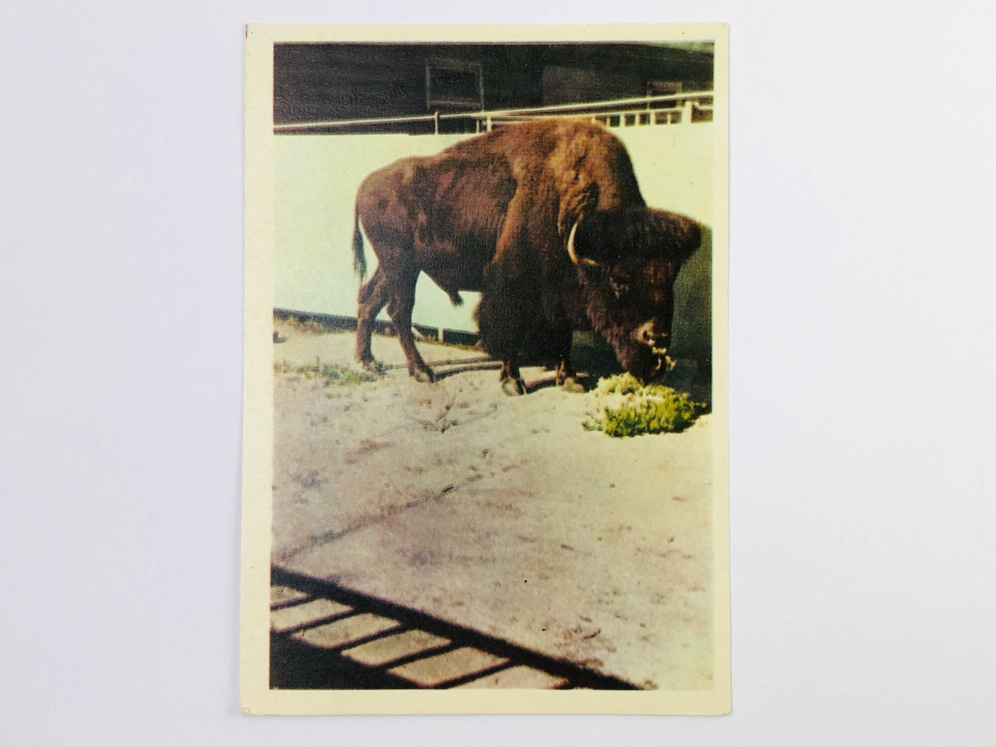 Бизон. Открытка