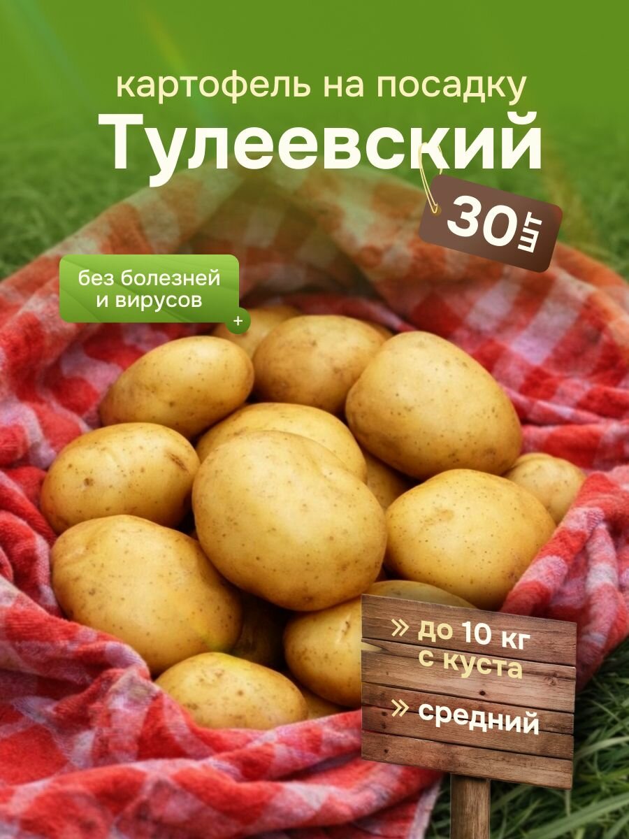 Семенной картофель на посадку Тулеевский 30 шт (средний)
