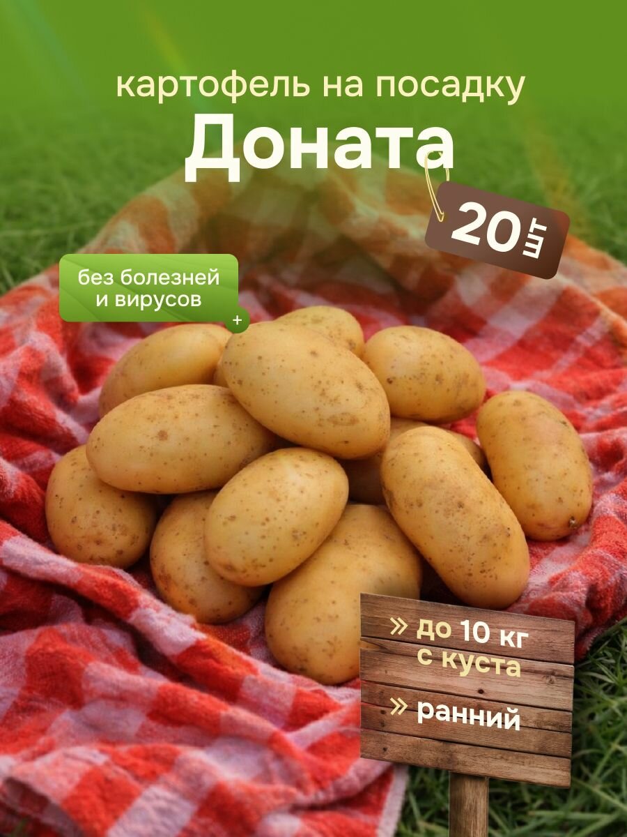 Картофель клубни на посадку Доната 20шт "ранний"