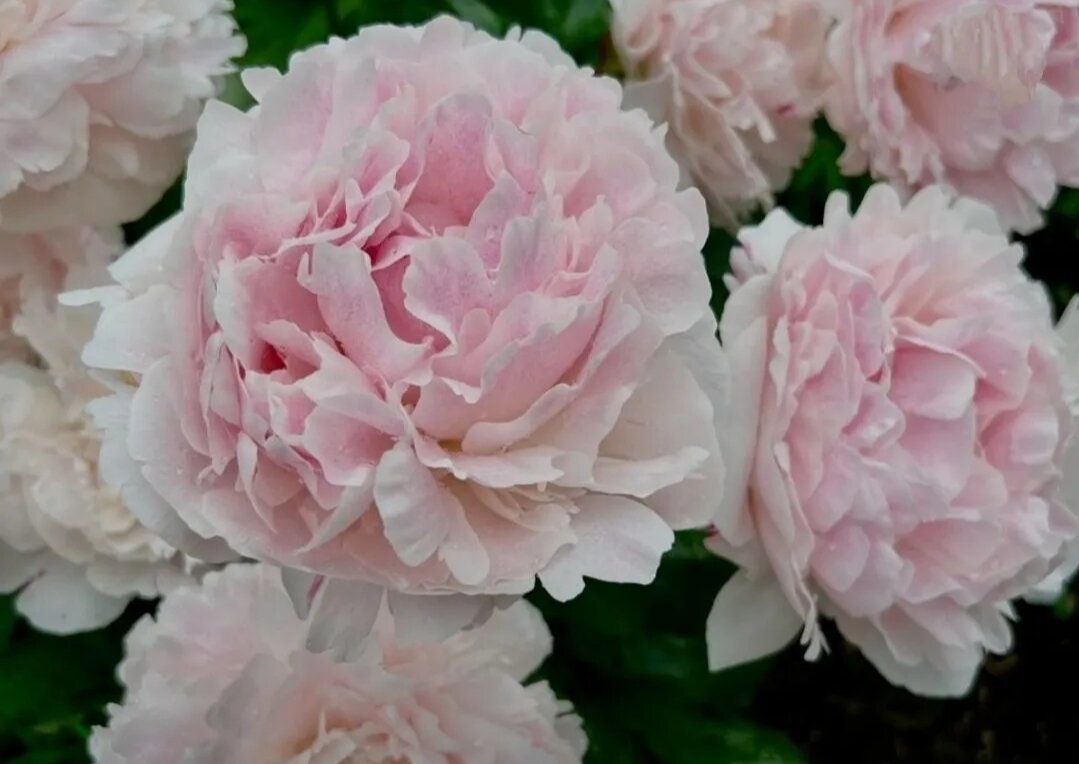 Пион Памяти Гагарина