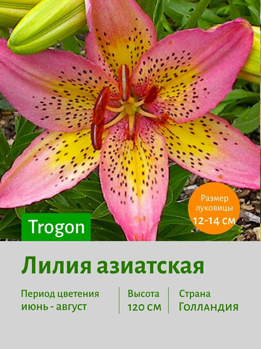 Лилия азиатская Трогон (Trogon) луковицы 1 шт сотка