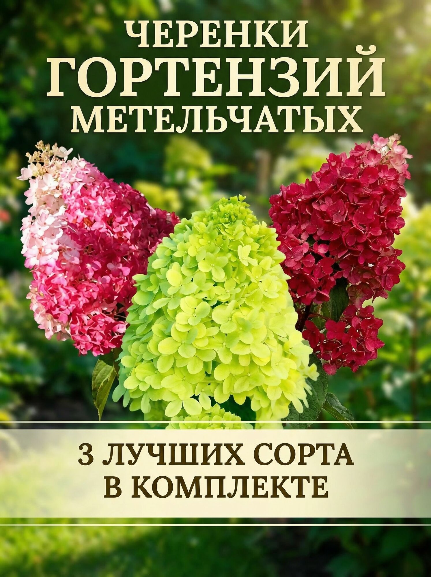 Черенки гортензий Полар Бир + Фрайз Мельба + Сандей Фрайз