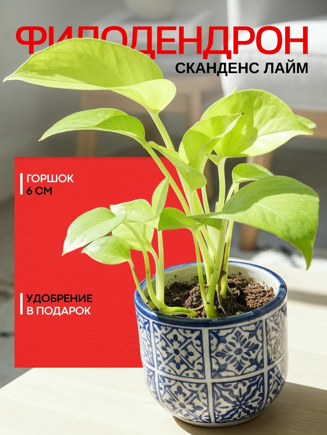 Филодендрон Сканденс Лайм комнатный цветок в горшке живой