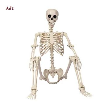 Скелет учебный анатомический 165 см, в полный рост, украшение для Хэллоуина