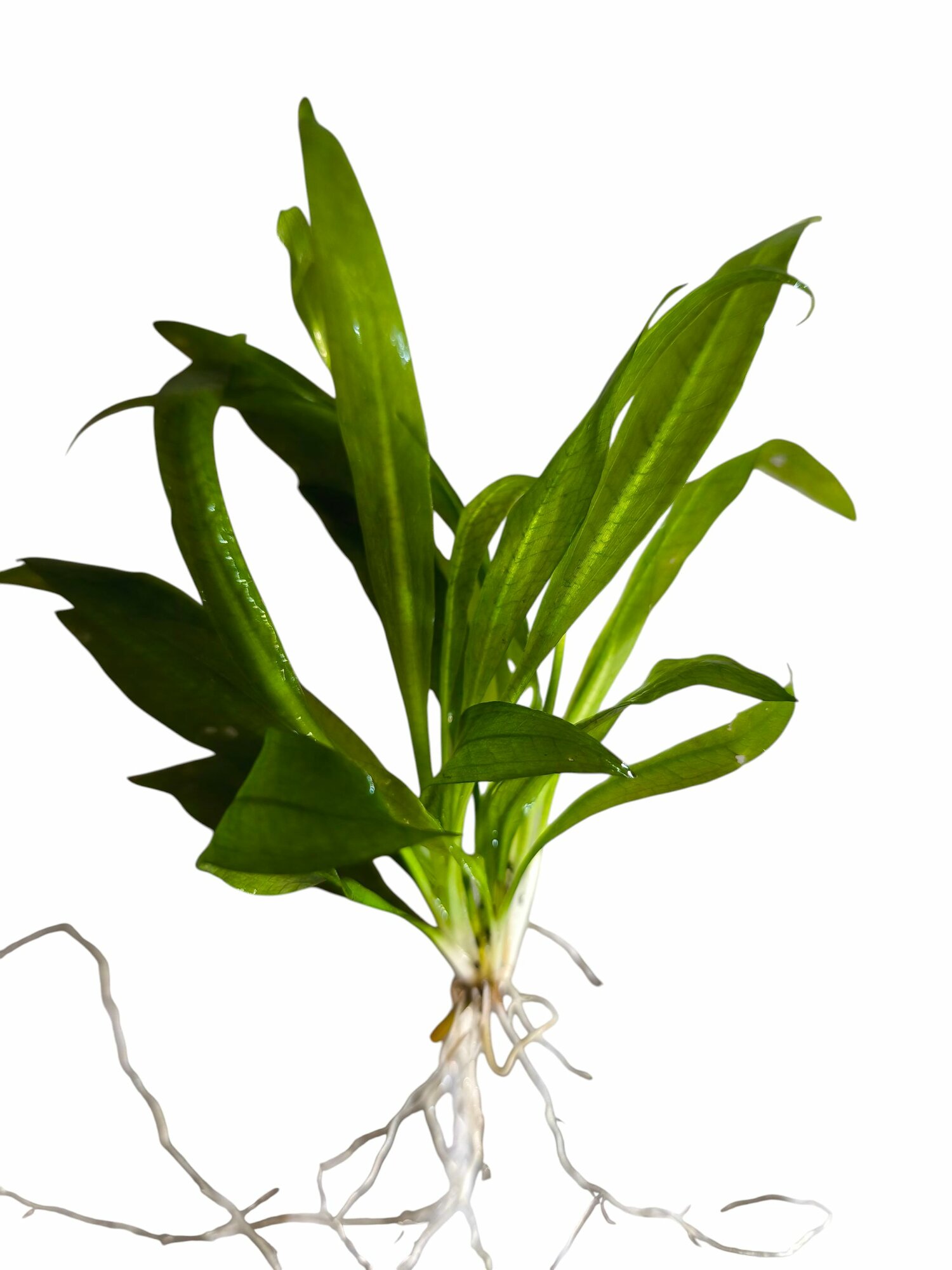 Эхинодорус амазонский (Echinodorus amazonicus или brevipedicellatus) (1 куст). Живое аквариумное растение