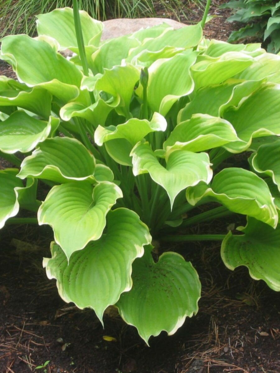 Хоста Винтер Сноу (M) / Саженцы хосты M (средние, 30-64 см)