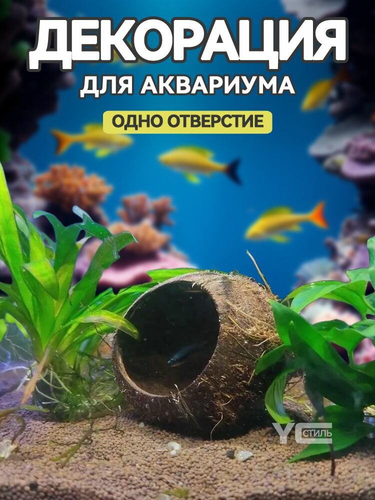 Небольшой. Кокос в аквариум декорация, укрытие