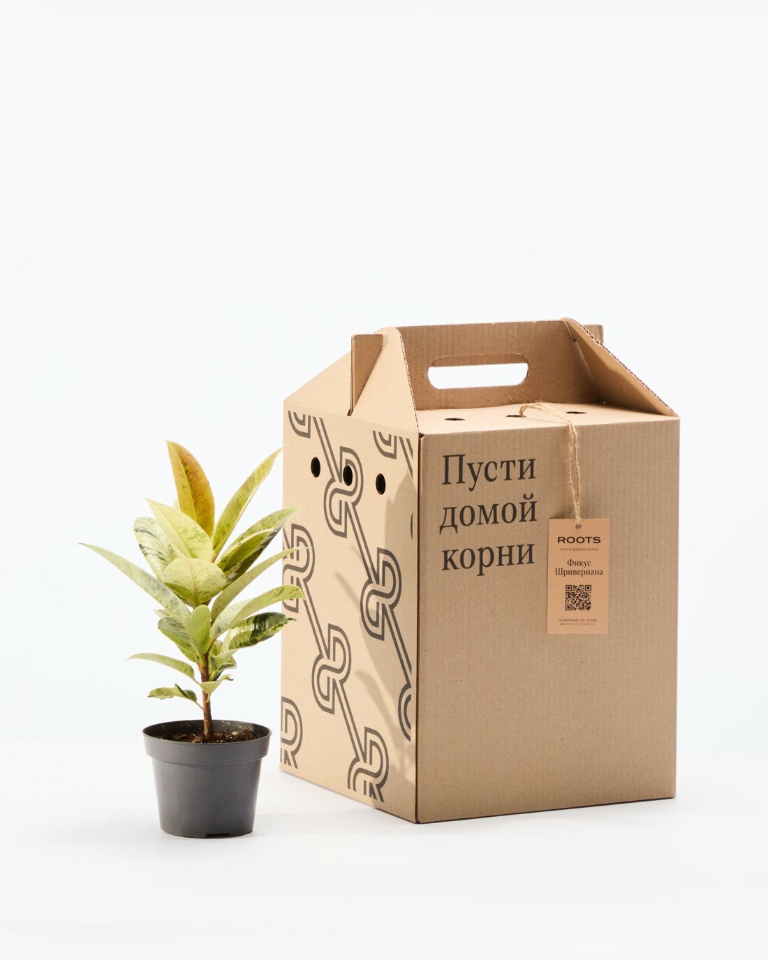 Фикус Шривериана диаметр 12