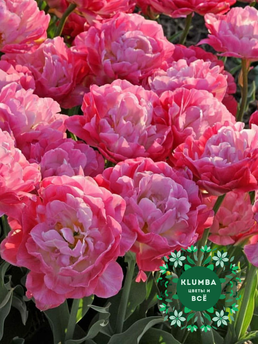Луковицы цветов, Клумба, Тюльпан PINK SIZE ( 3 штуки ) розовый