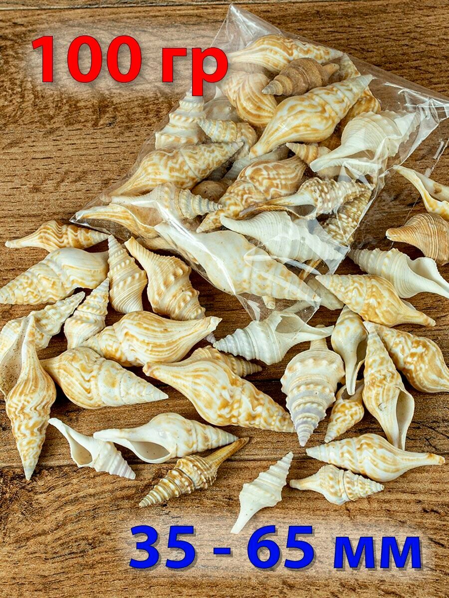 100 гр. Ракушки для рукоделия Лофитома индика