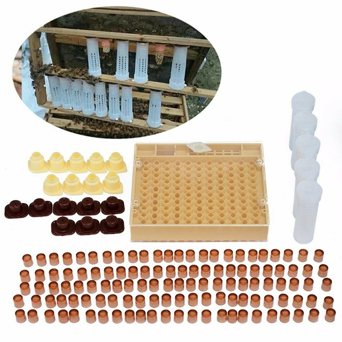 Пчелы Инструменты Клетки King Queen Rearing Cupkit System Bee Bee Beekeeping Catcher Box Kit Sunlight Super Store