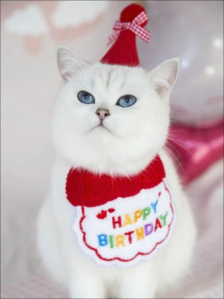 Ошейник и колпак праздничный костюм на День Рождения кота и собаки