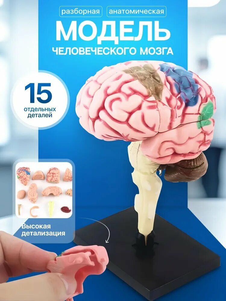 Разборная анатомическая 4D-модель человеческого мозга Corpo de crebro