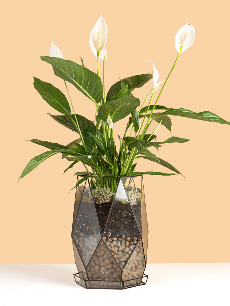 Geo Glass: Спатифиллум в прозрачном кашпо , цветущее комнатное растение с поддоном для дома и офиса 70-80 см