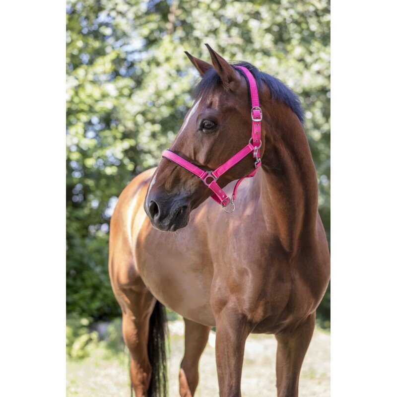 Недоуздок для лошади неоновых цветов, размер PONY, цвет розовый.