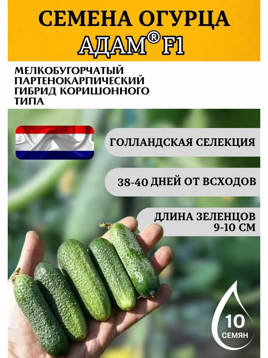 Семена огурца Bejo Адам F1, 10 штук, раннеспелые, устойчивые к болезням