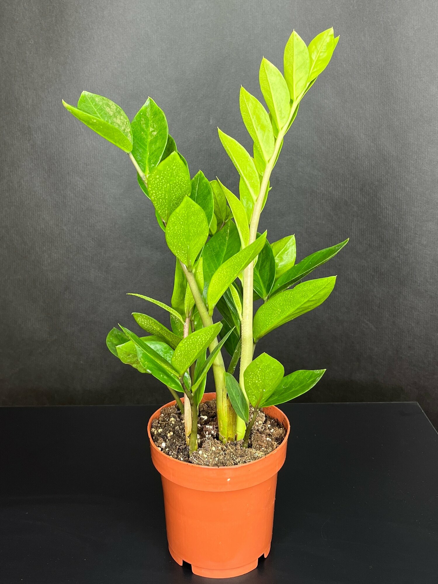 Комнатное растение "Замиокулькас" беттер гифтс, ампельное, многолетнее в горшке диаметр 12, высота 30