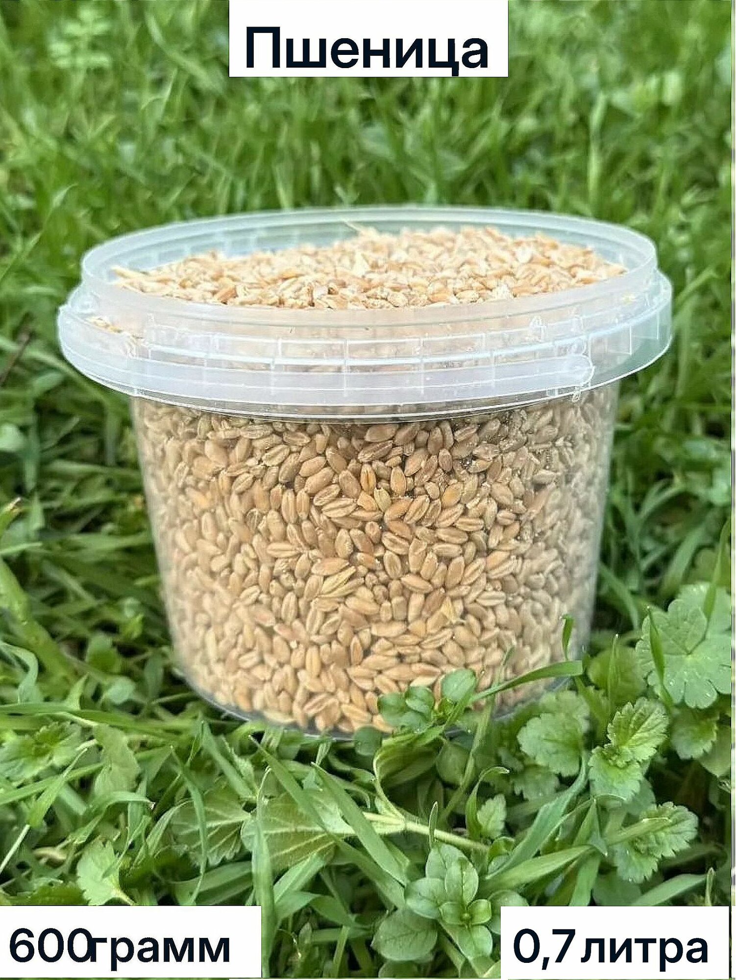 Пшеница для птиц и грызунов