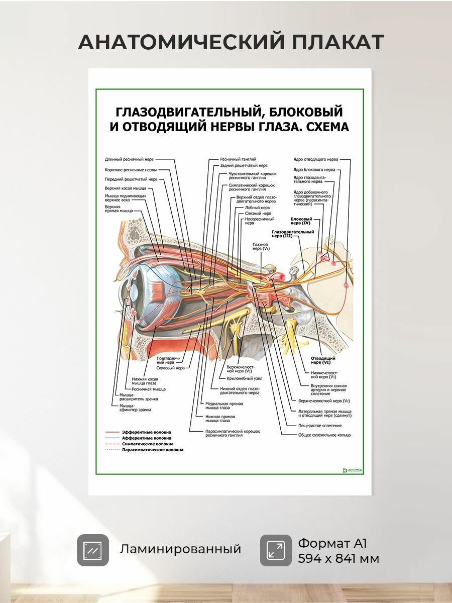 Обучающий медицинский плакат ламинированный формат А1 Глазодвигательный, блоковый, отводящий нервы глаза. Схема
