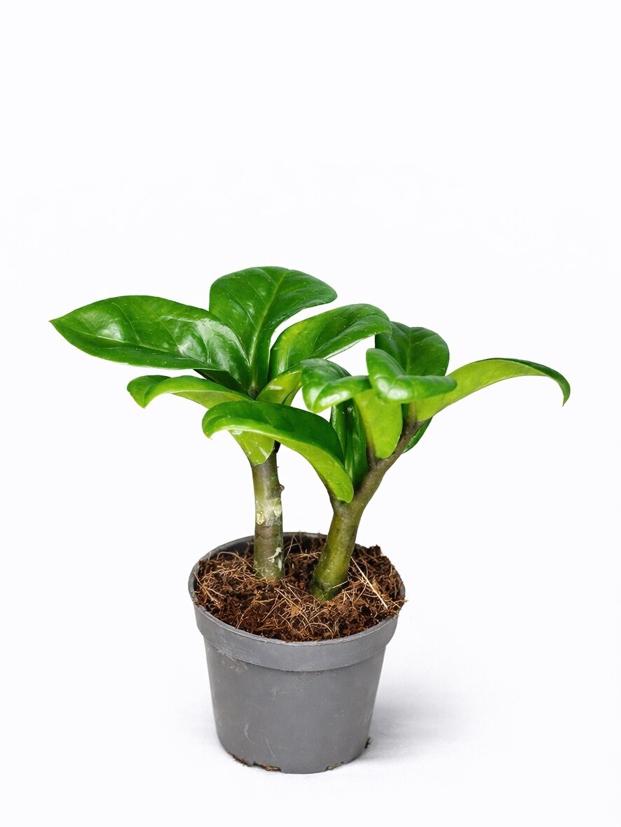 Замиокулькас Зензи (Zamioculcas zamiifolia 'Zenzi') 6см
