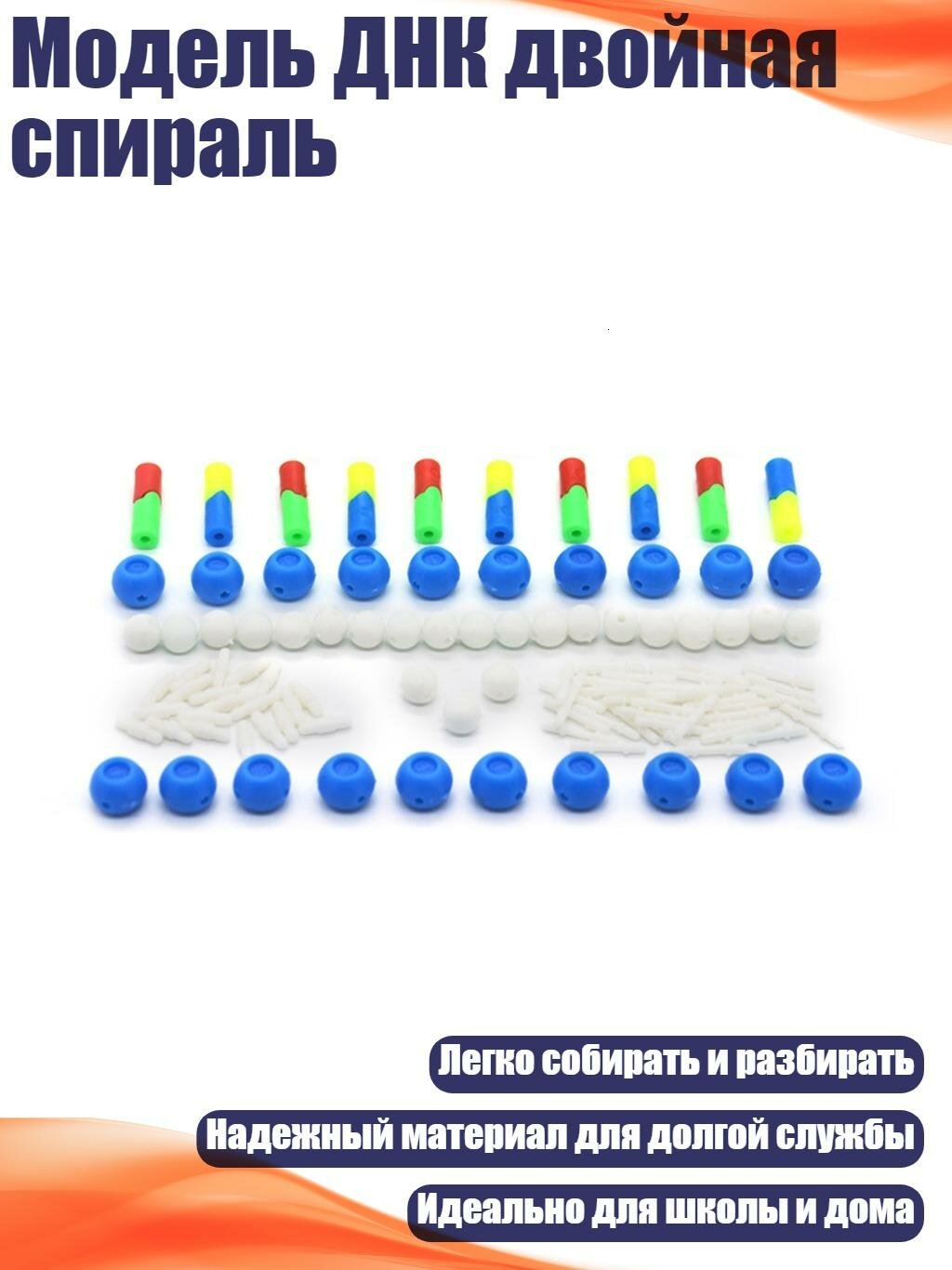 Модель ДНК двойная спираль