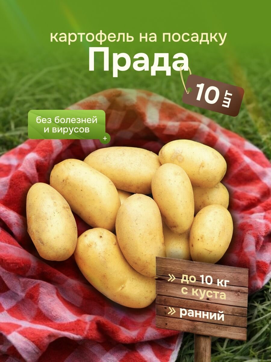 Семенной картофель на посадку Прада 10 шт (ранний)