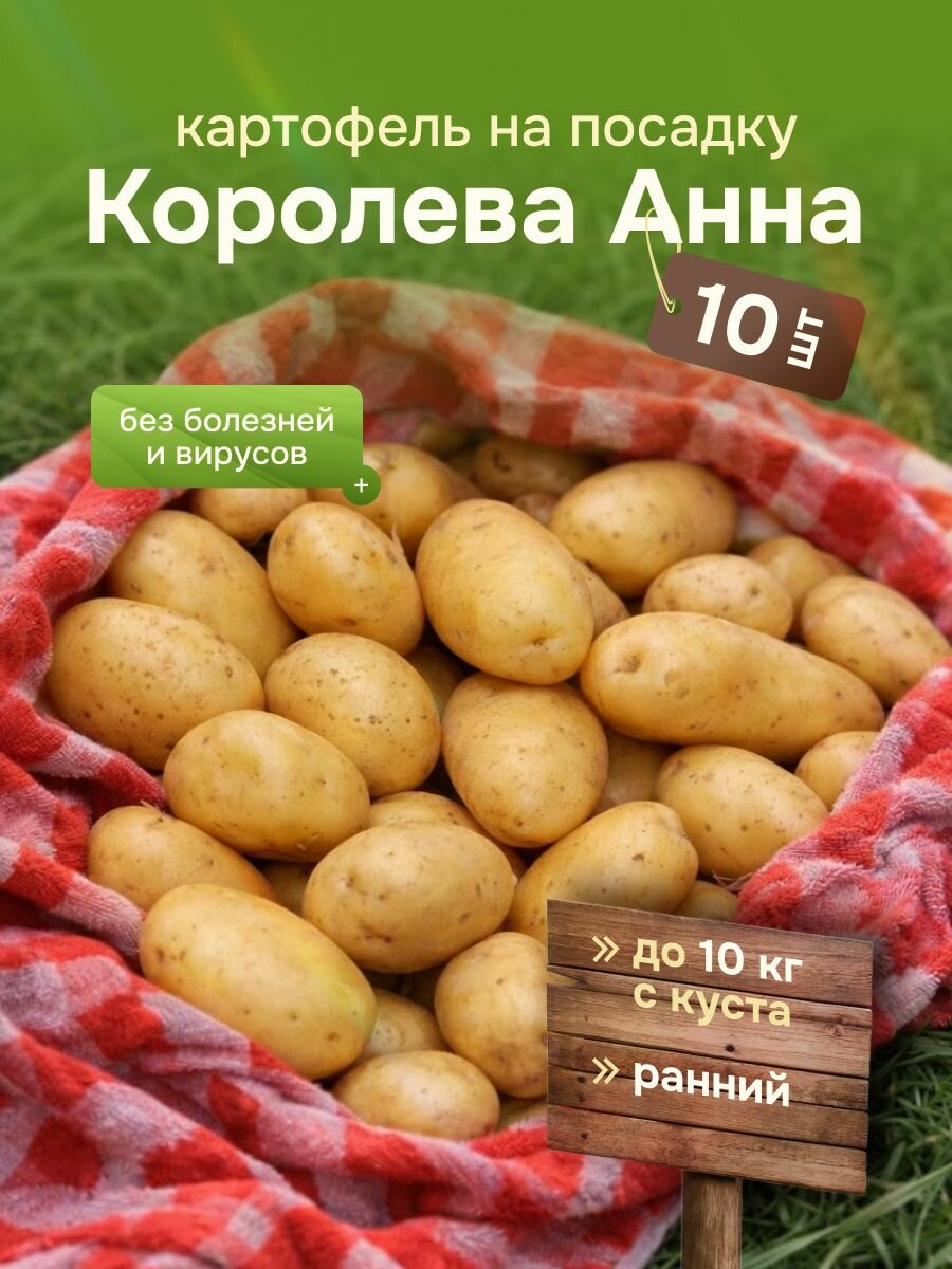 Семенной картофель на посадку Королева Анна 10 шт (ранний)