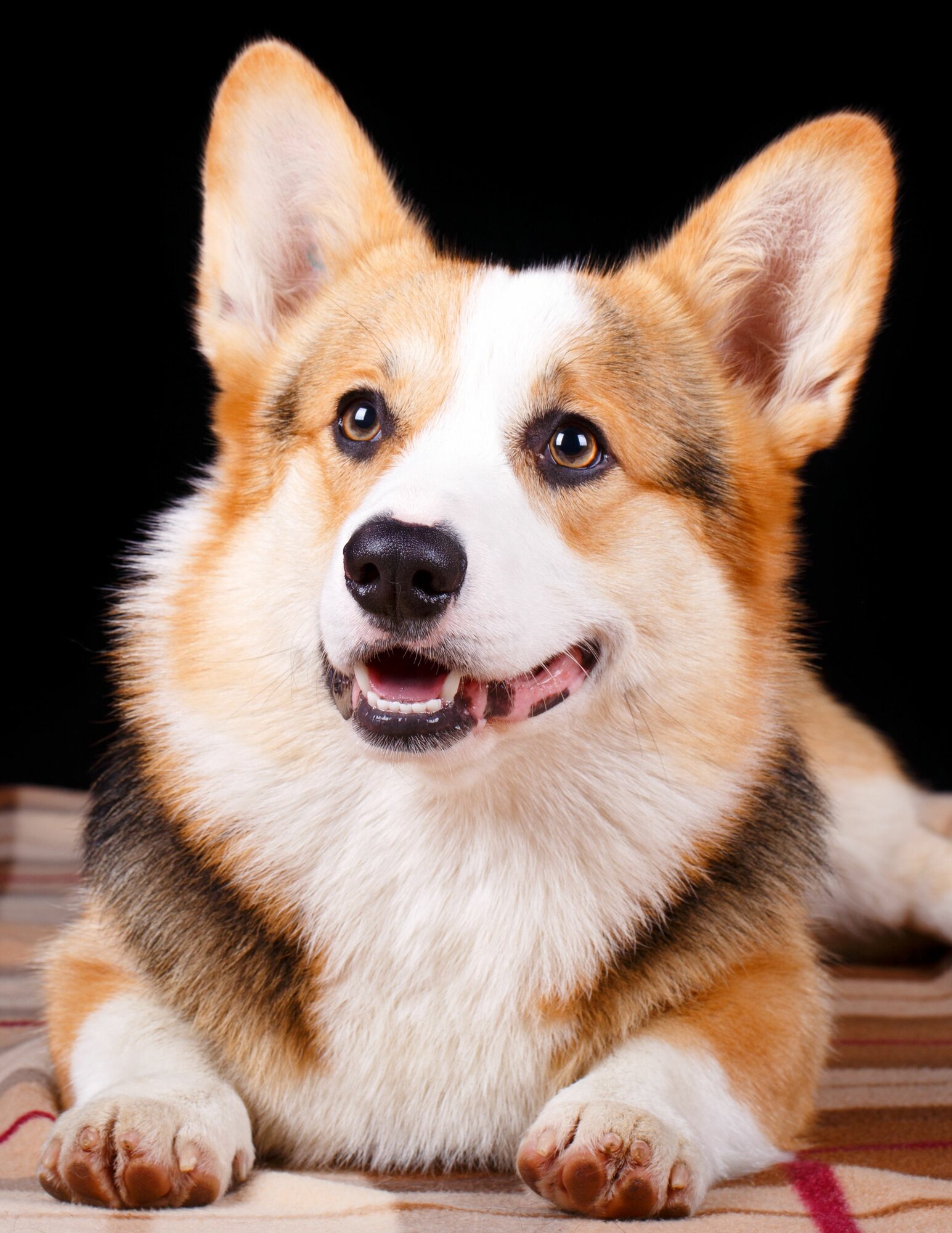 Алмазная мозаика 40х50 Корги на подрамнике, картина стразами