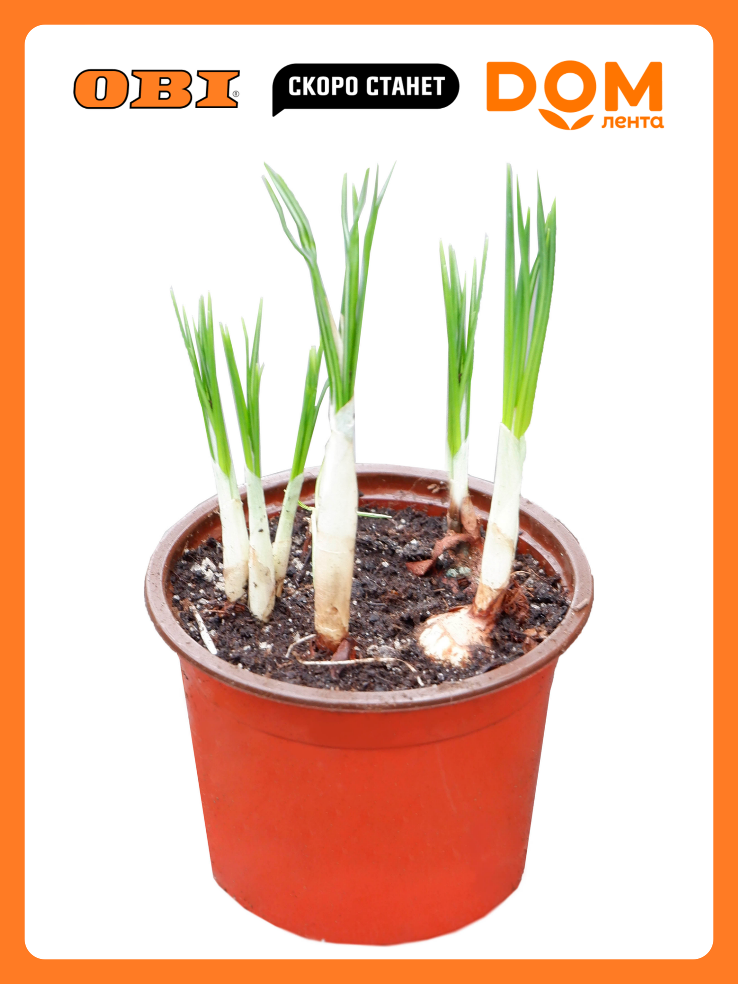 Крокус 5 лук D10H15