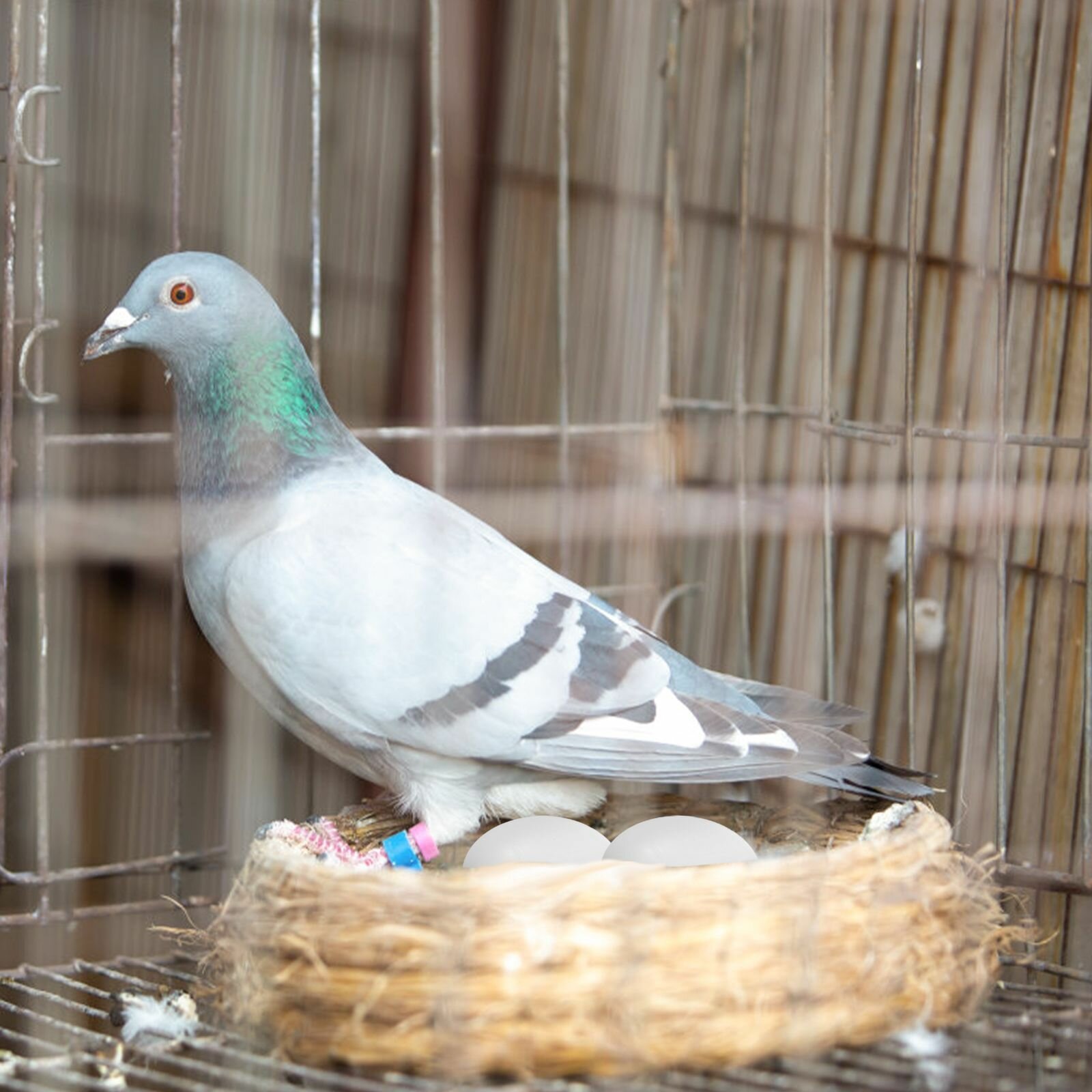 30 шт. твердых пластиковых голубиных яиц для обмана птиц, чтобы они перестали нести яйца