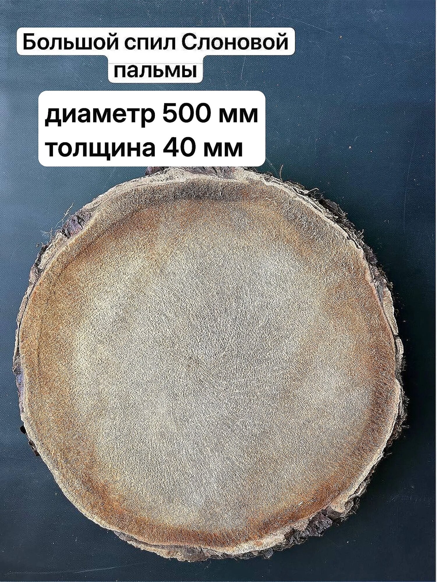 Большой спил Слоновой Пальмы, диаметр 50 см, толщина 4 см, 1шт