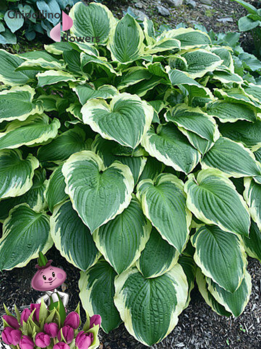 Клубни цветов, chipollino flowers, Хоста CHISTMAS TREE ( 1 штука )