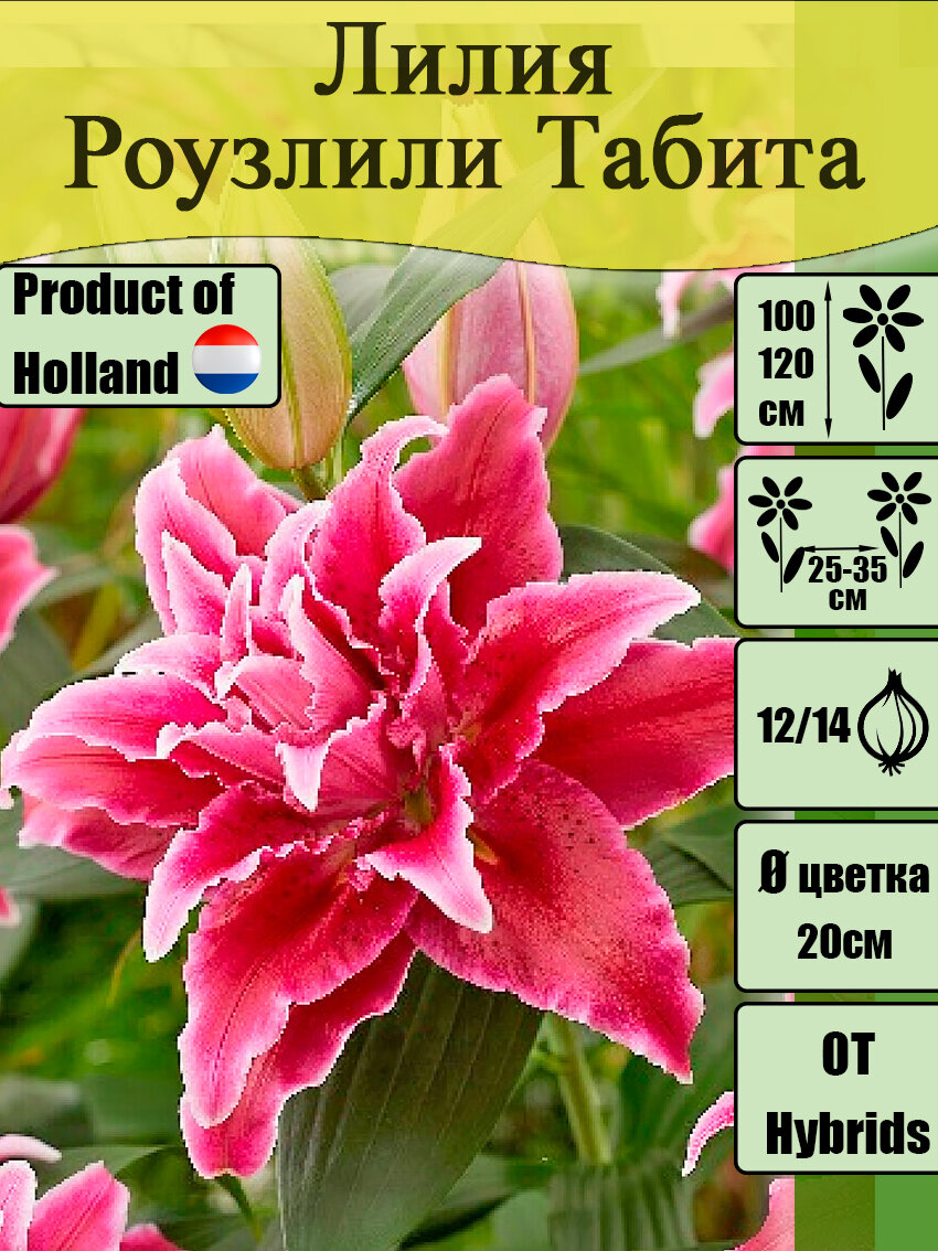 Луковицы махровой лилии Роузлили Табита 2шт (лилия роза)