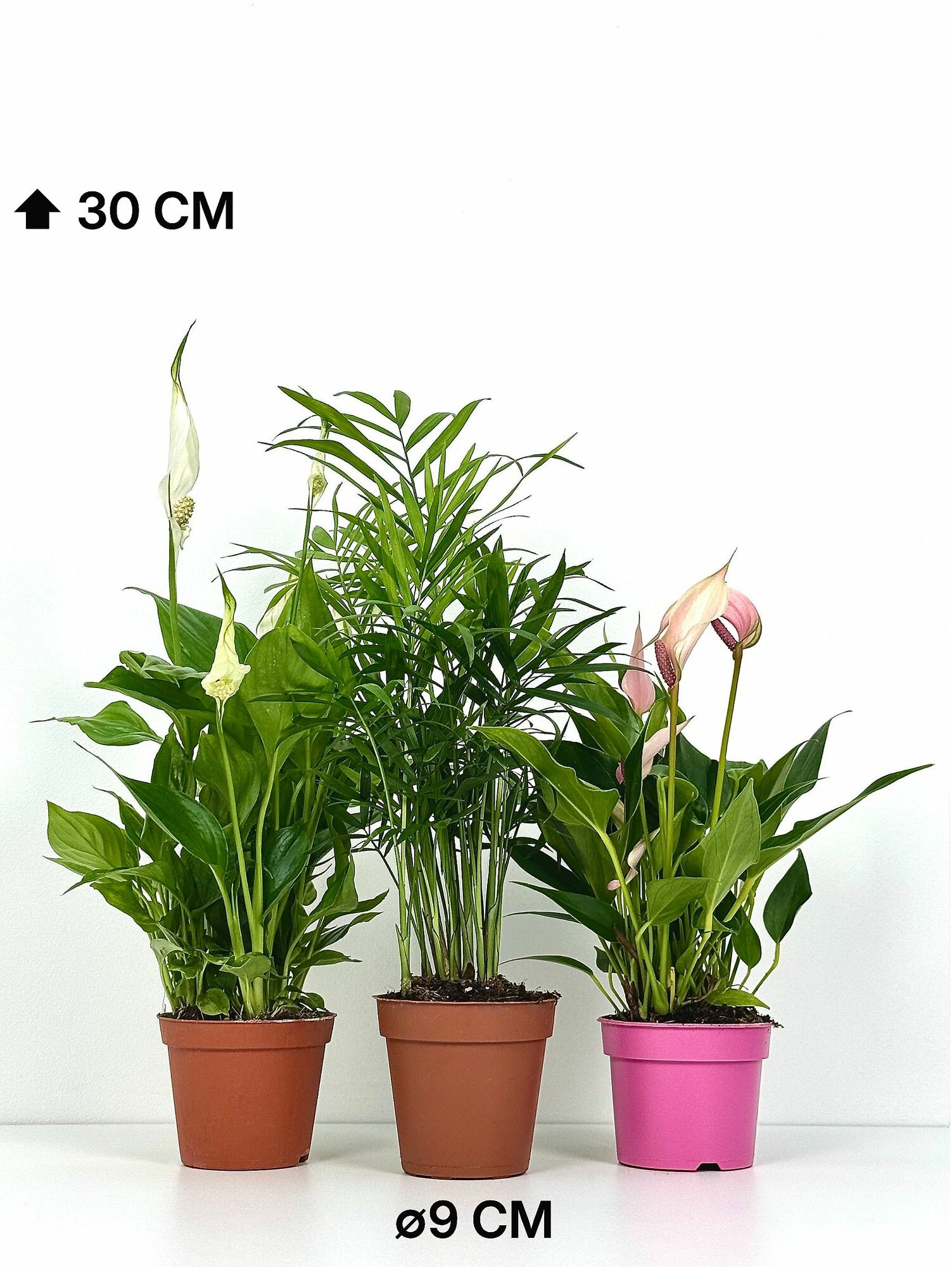 Набор 3 растения Спатифиллум Пальма Хамедорея Антуриум Лилли в горшке D9 (живые растения)